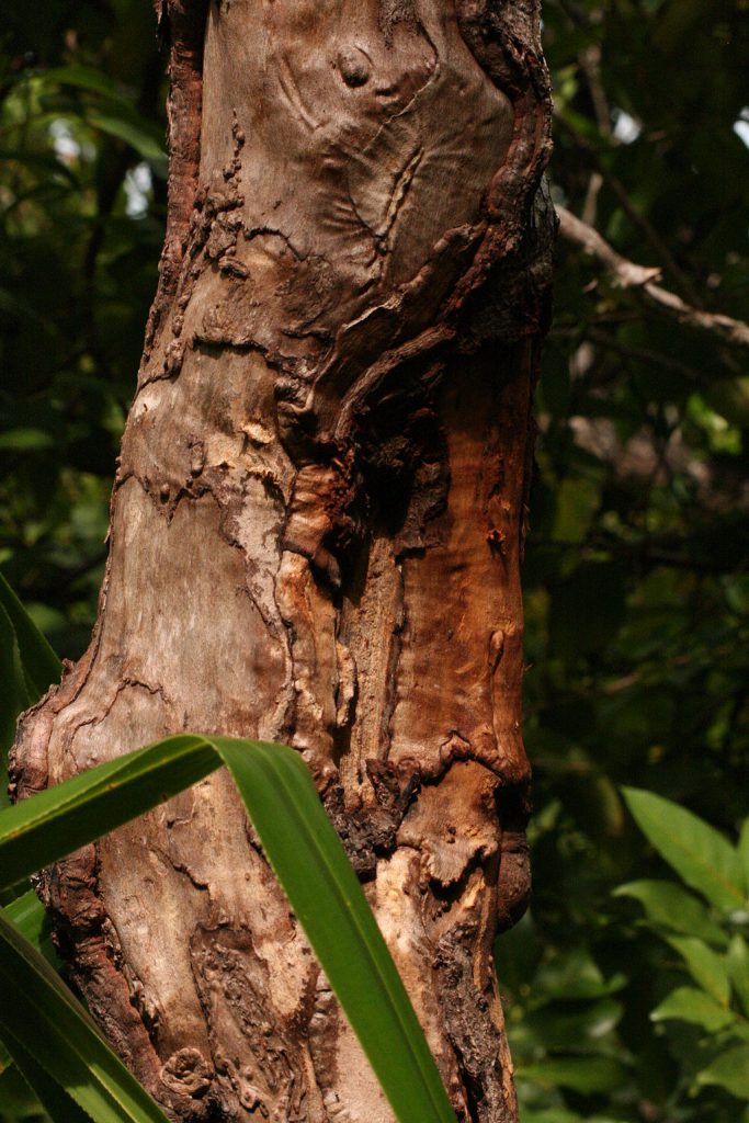What are the Health Benefits of Cinnamon - Corner of My Home