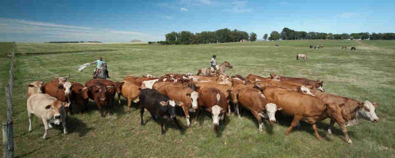 What You Ought To Know About Grass Fed Finished Beef Corner Of My Home